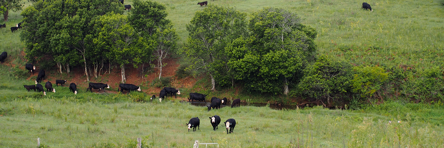 Our farm – Cape Byron Farm